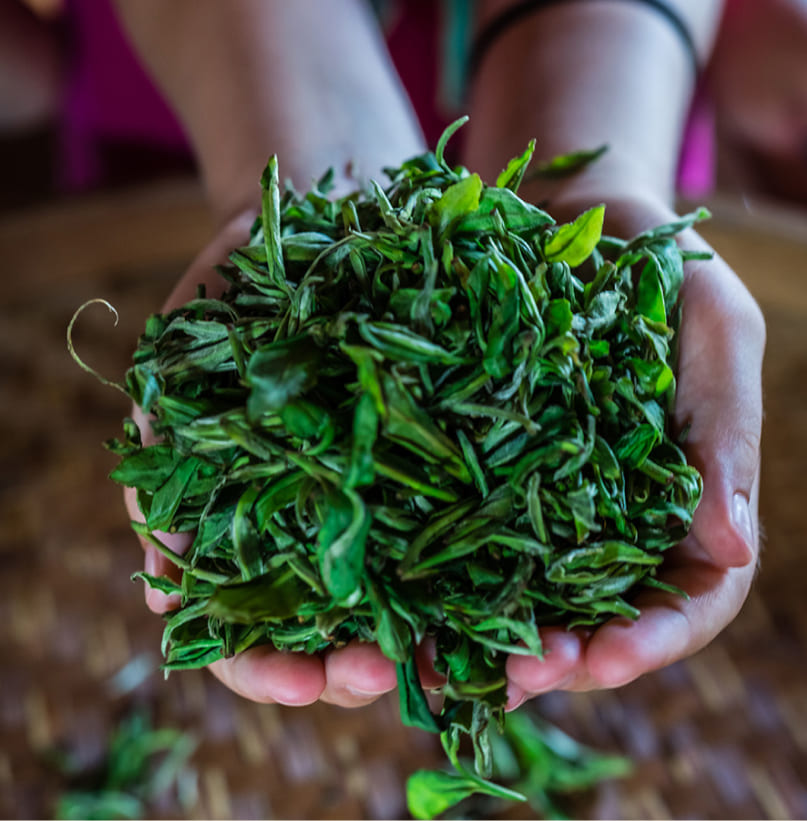 Our Story – Totally Loose Leaf